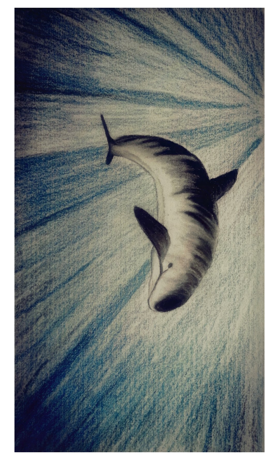 Stranded dolphin assists research - PDBY